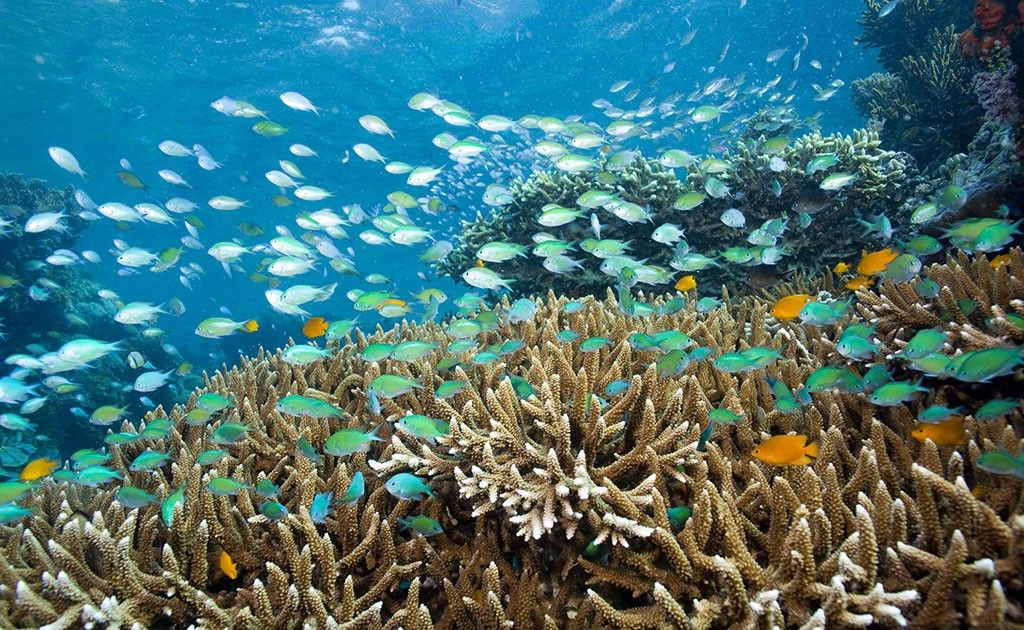 Visitbali - Underwater Beauty Of Menjangan Island