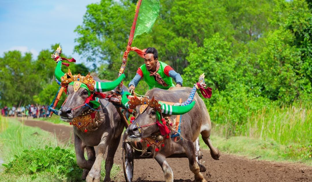 Visitbali - The Thrill Of Watching Makepung