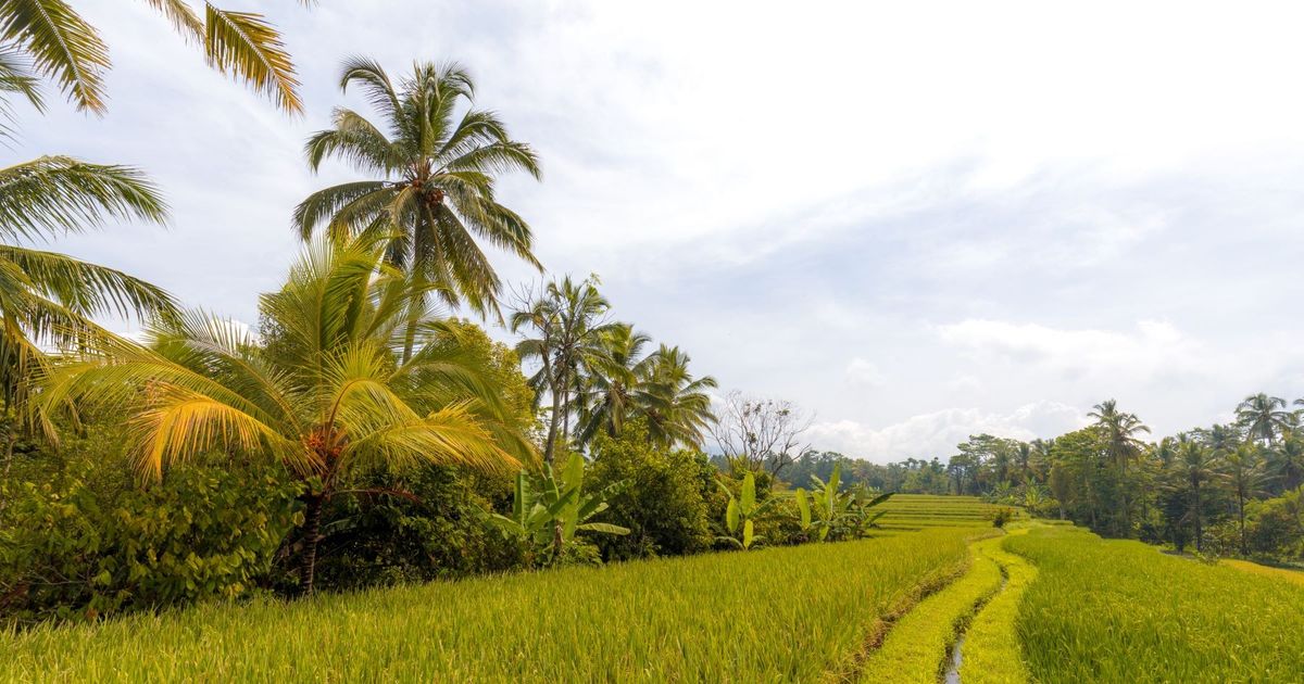 Visitbali - Subak Irrigation System, The Overview Of Harmony And ...