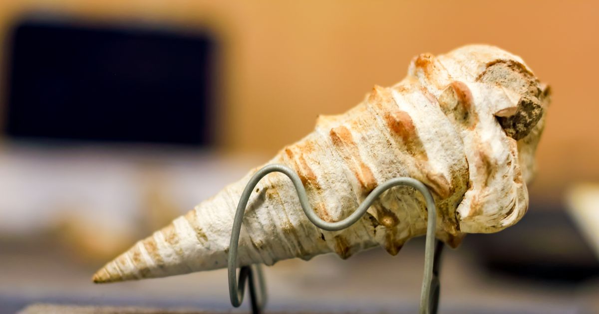 Visitbali - Bali Sea Shell Museum: An Exotic Place To Get Marine Knowledge