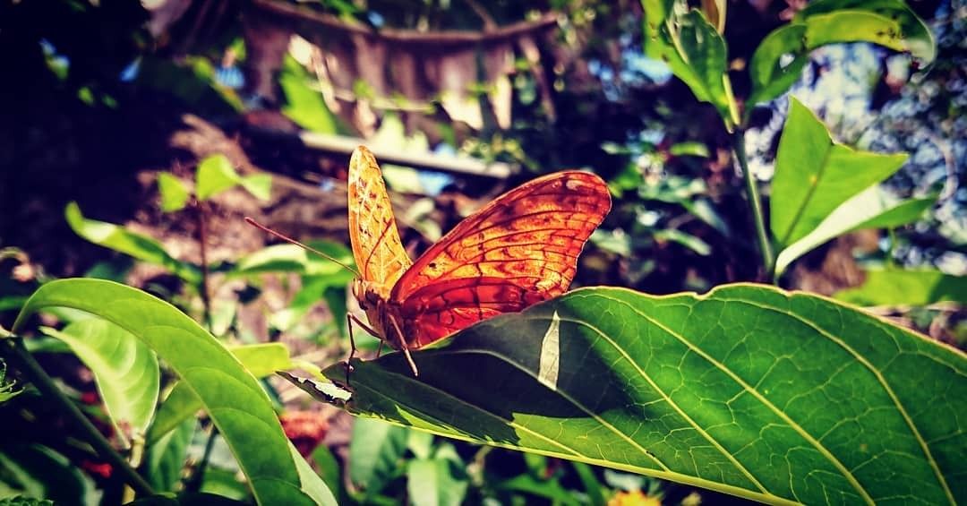 Visitbali - Tabanan Bali Butterfly Park: A Fairyland In The Real World