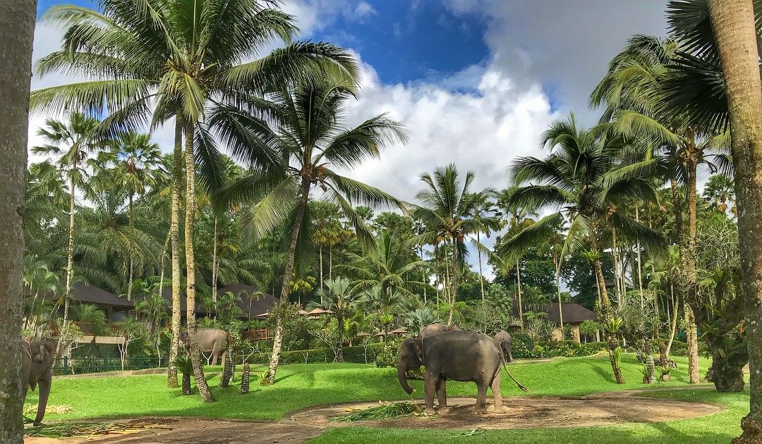 Visitbali - Playing With Cute Elephants At Elephant Safari Park