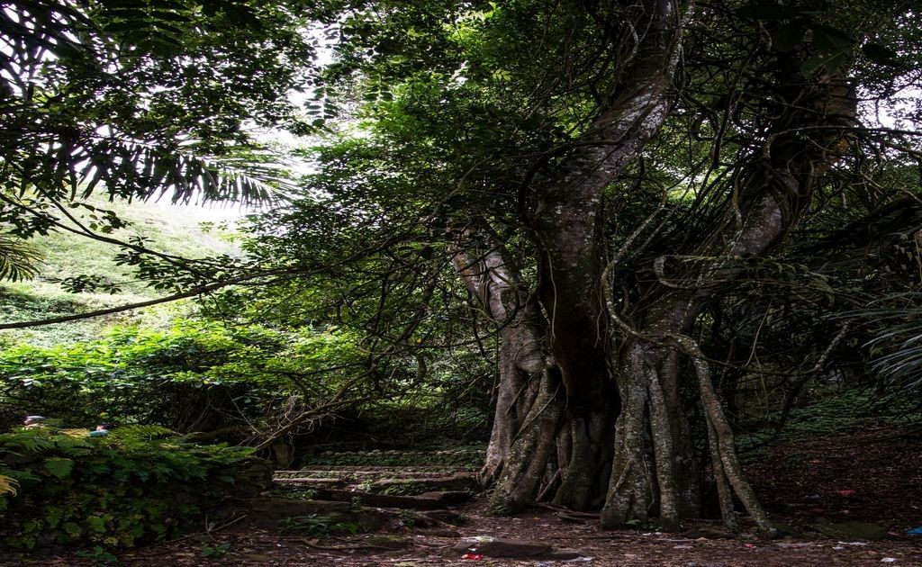 Visitbali - Taru Menyan Tree: The Sacred Tree In The Trunyan Village ...